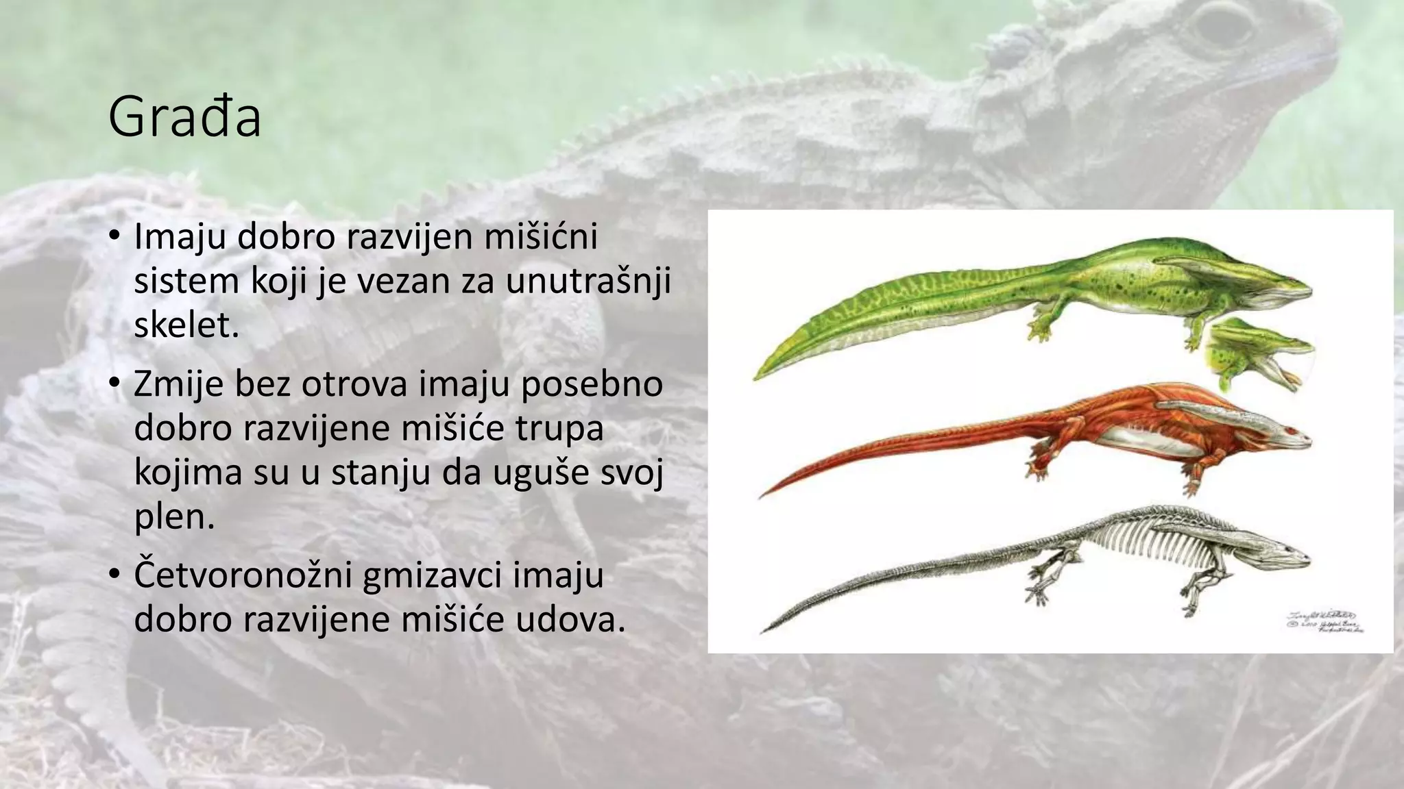 Gmizavci, građa, raznovrsnost i značaj | PPTX