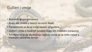 Gmizavci, građa, raznovrsnost i značaj | PPTX