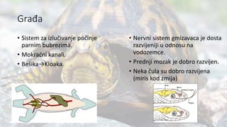 Gmizavci, građa, raznovrsnost i značaj | PPTX