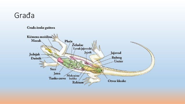 Gmizavci, građa, raznovrsnost i značaj