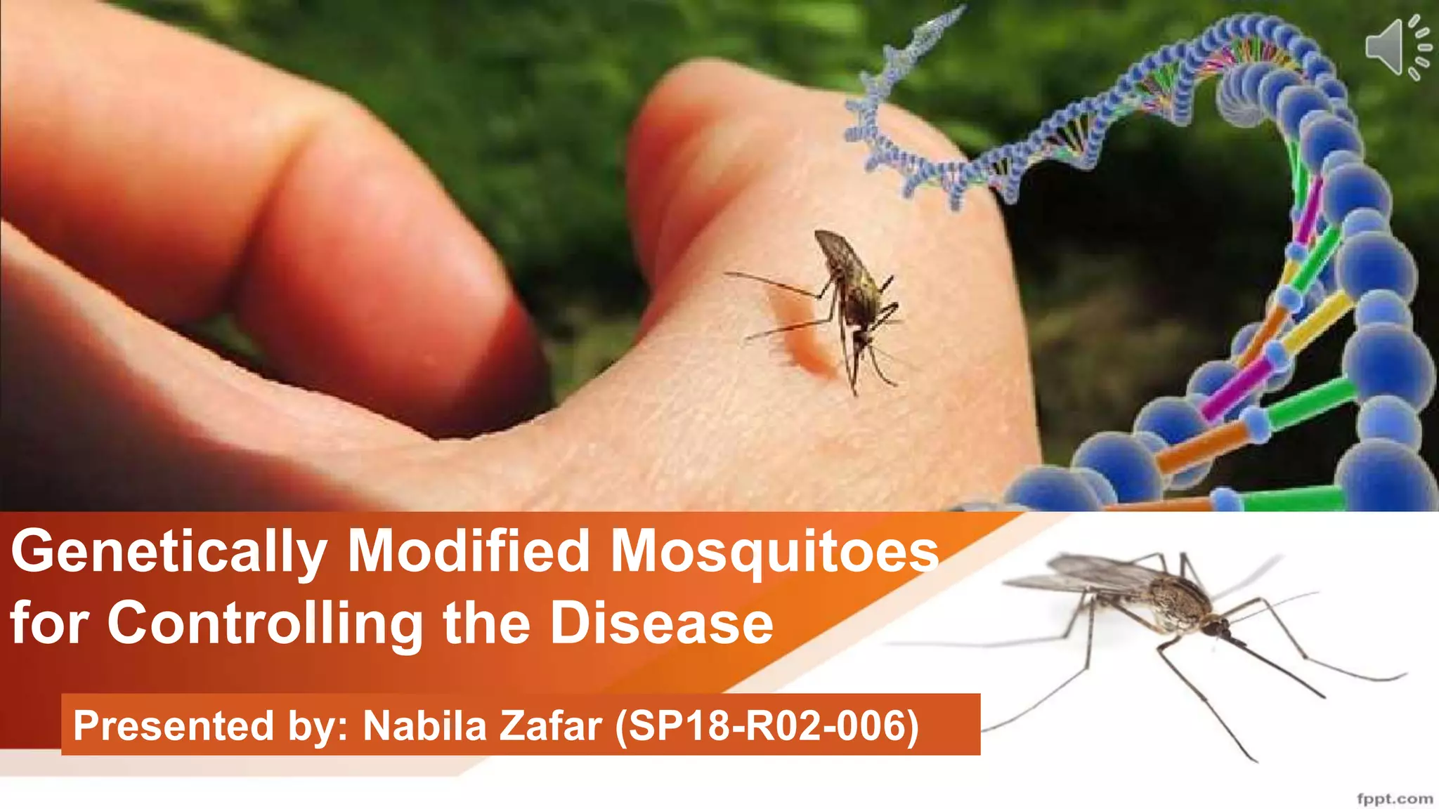 Genetically Modified Mosquito | PPTX
