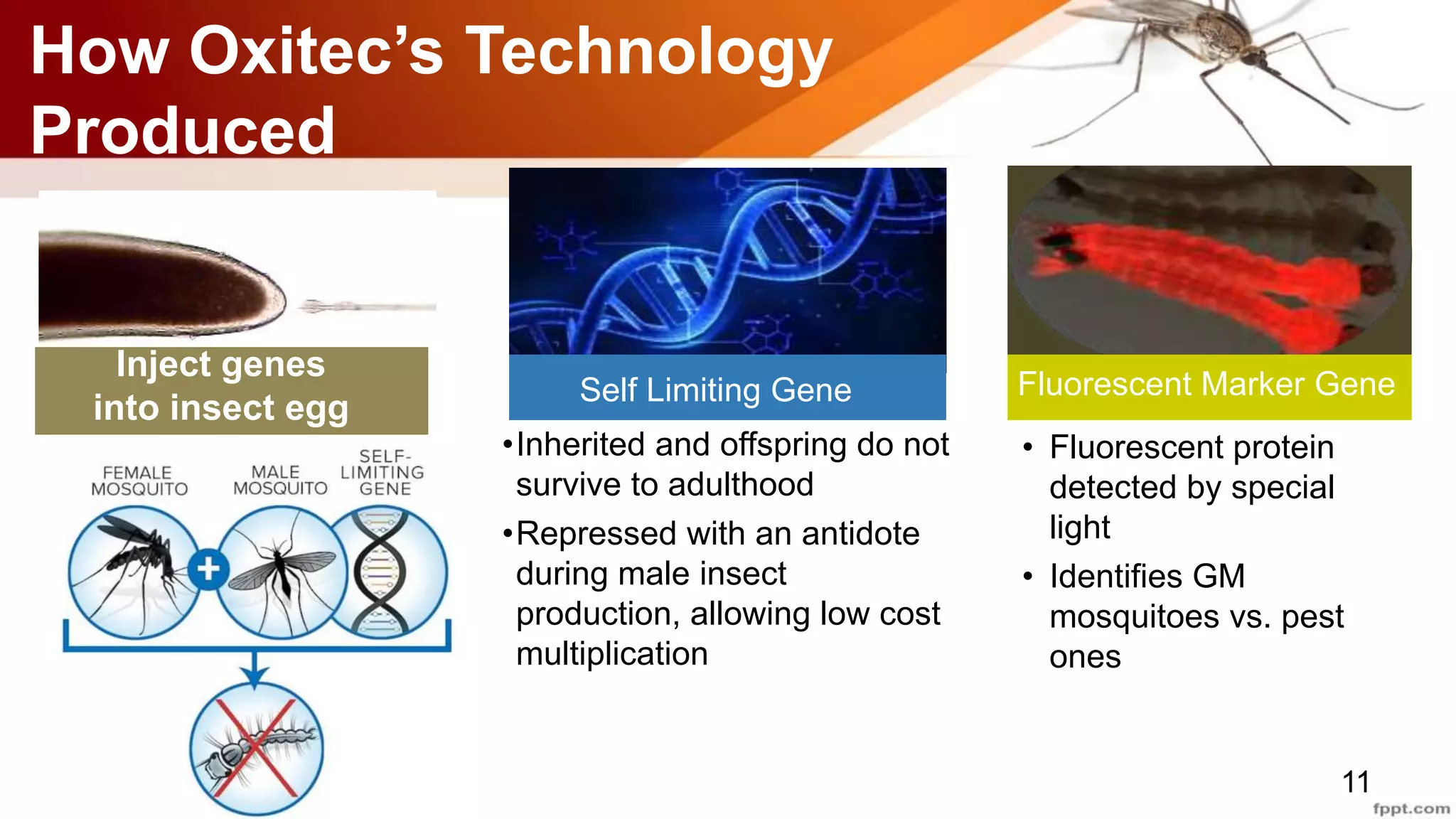 Genetically Modified Mosquito | PPTX
