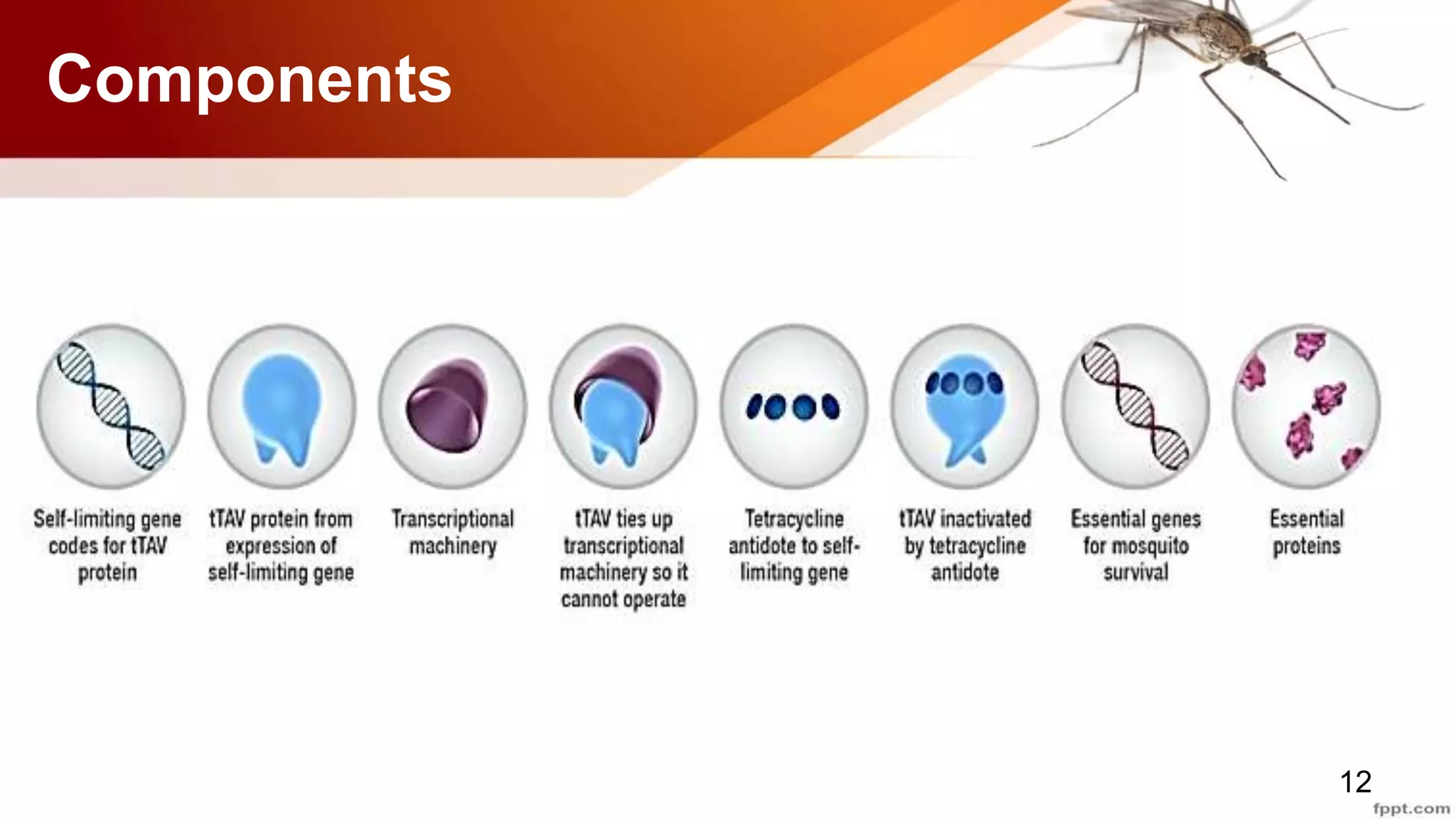 Genetically Modified Mosquito | PPTX