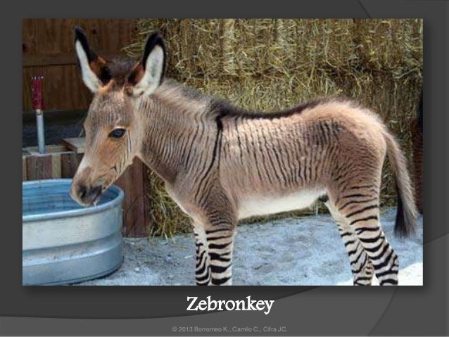 GMO - Genetically Modified Organisms