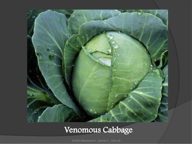 GMO - Genetically Modified Organisms