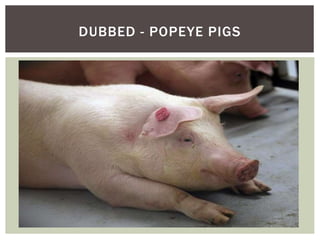 GENETICALLY MODIFIED ORGANISMS | PPSX