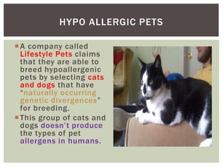 Hypoallergenic Cats Genetically Modified
