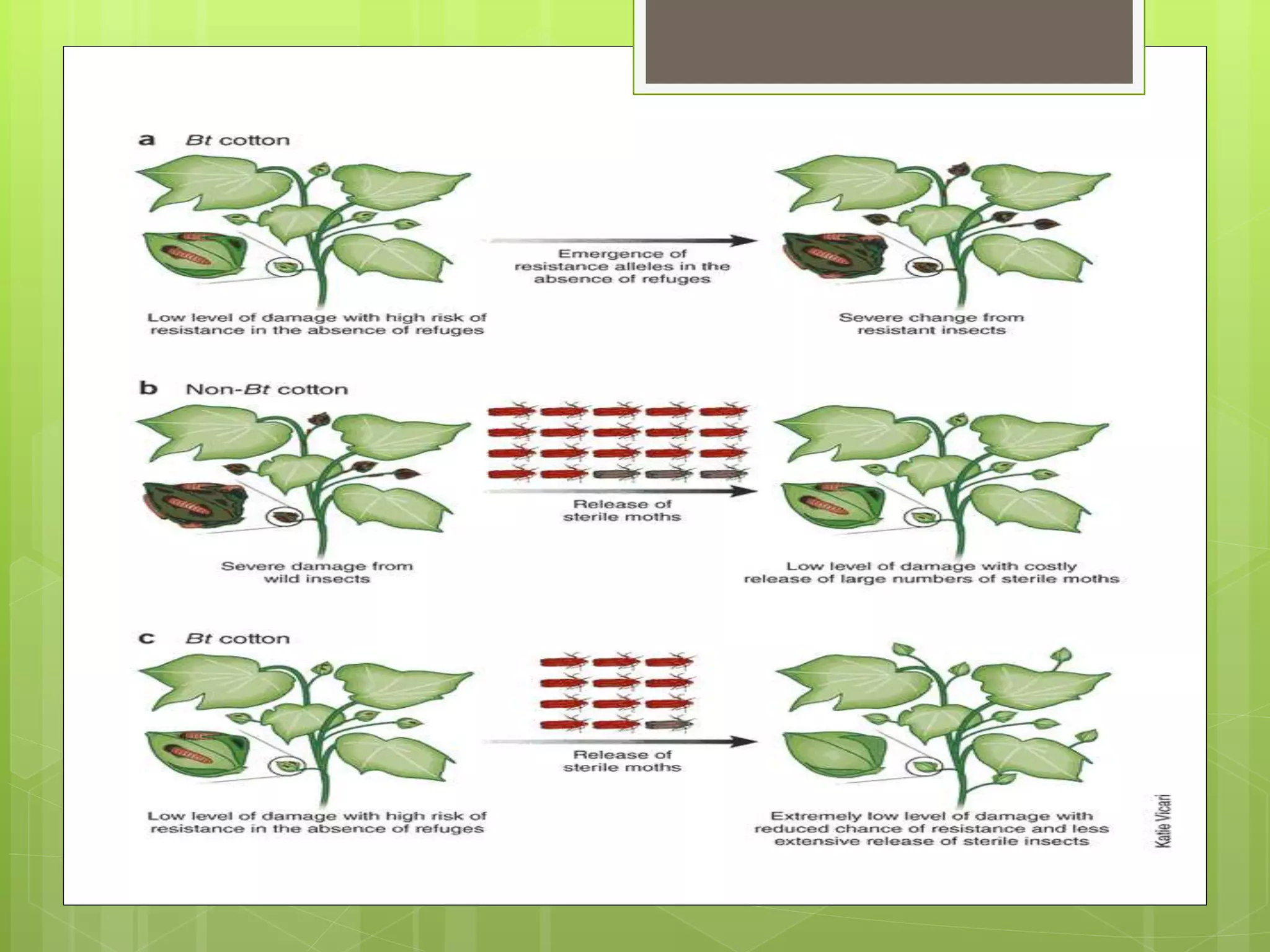 Genetically modified crops | PPTX