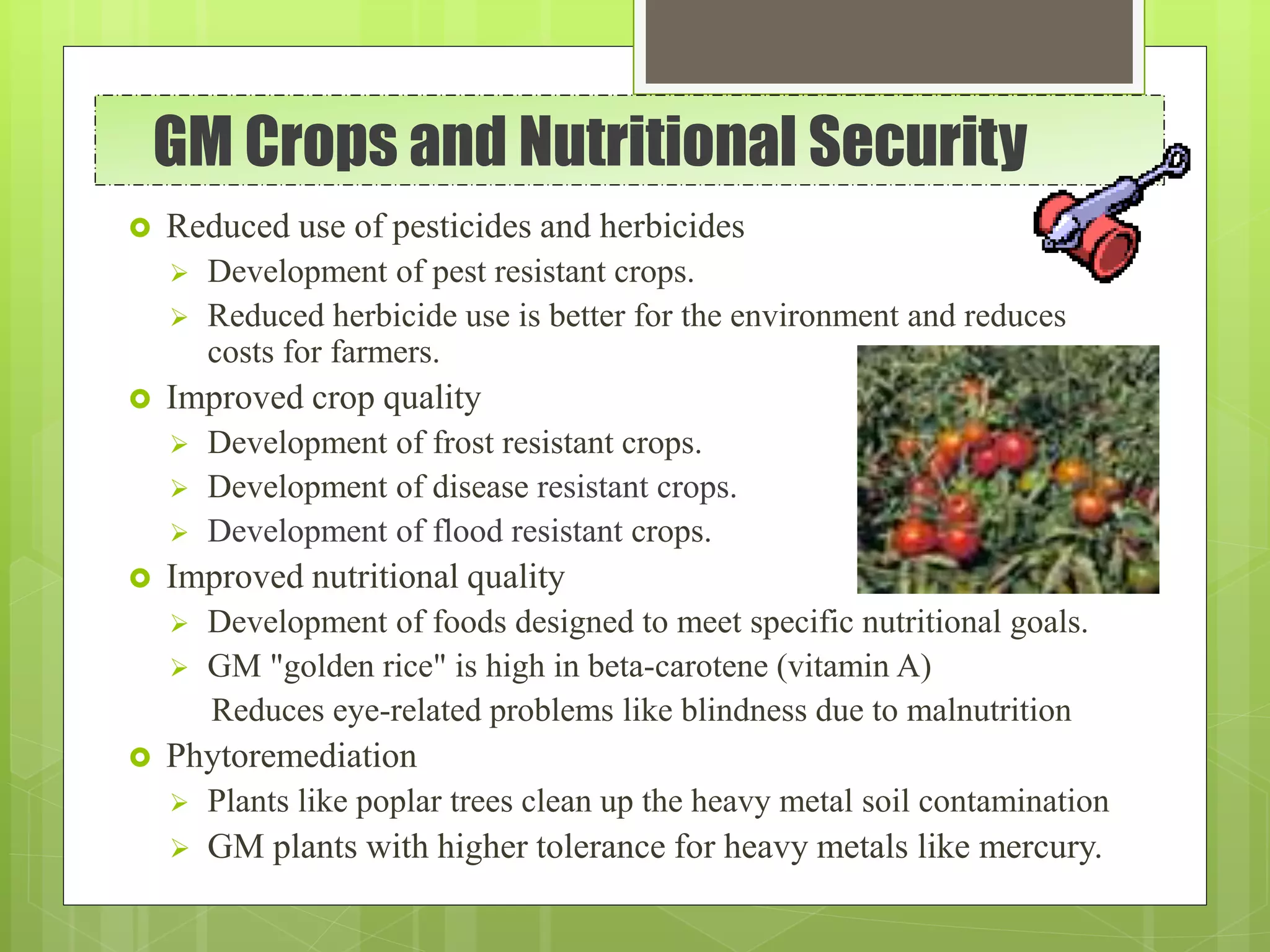 Genetically modified crops | PPTX