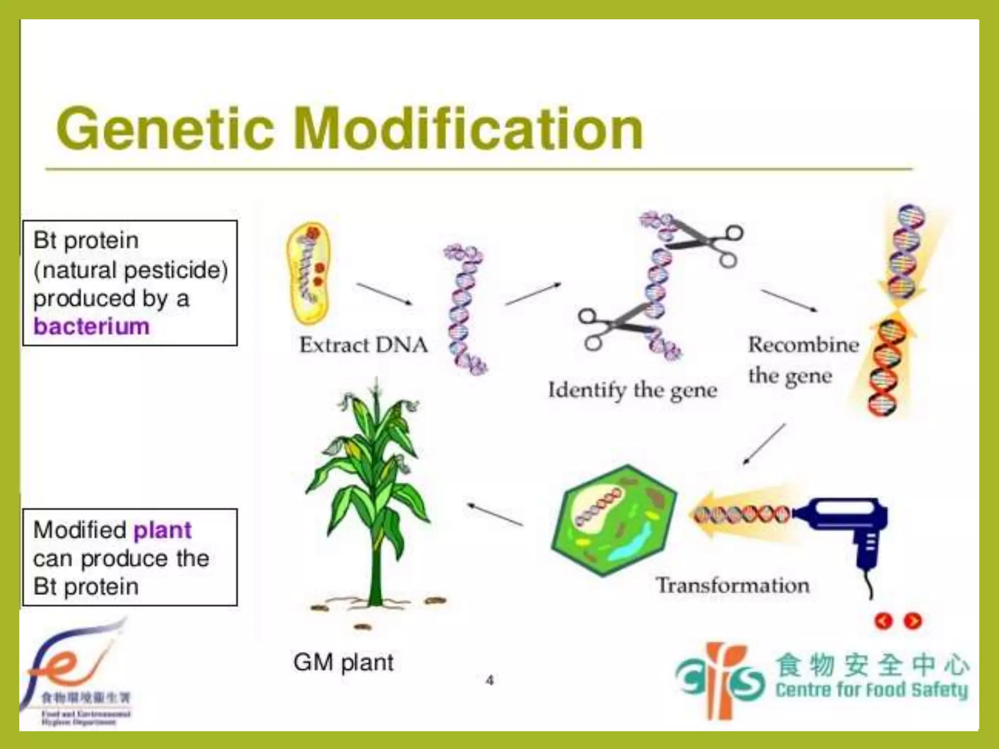 GMO, Genetically modified organisms, agricultural and horticultural crops current status in ...