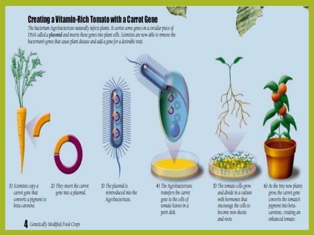 GMO, Genetically modified organisms, agricultural and horticultural ...