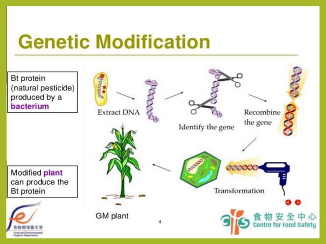 GMO, Genetically modified organisms, agricultural and horticultural ...