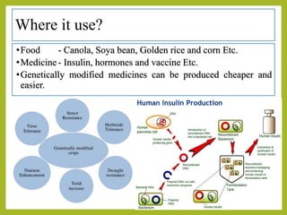 Genetically Modified Organisms Diagram