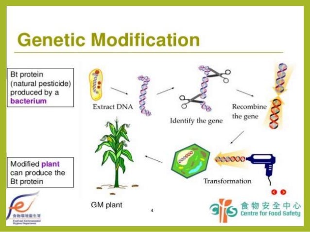 Genetically Modified Crops Diagram
