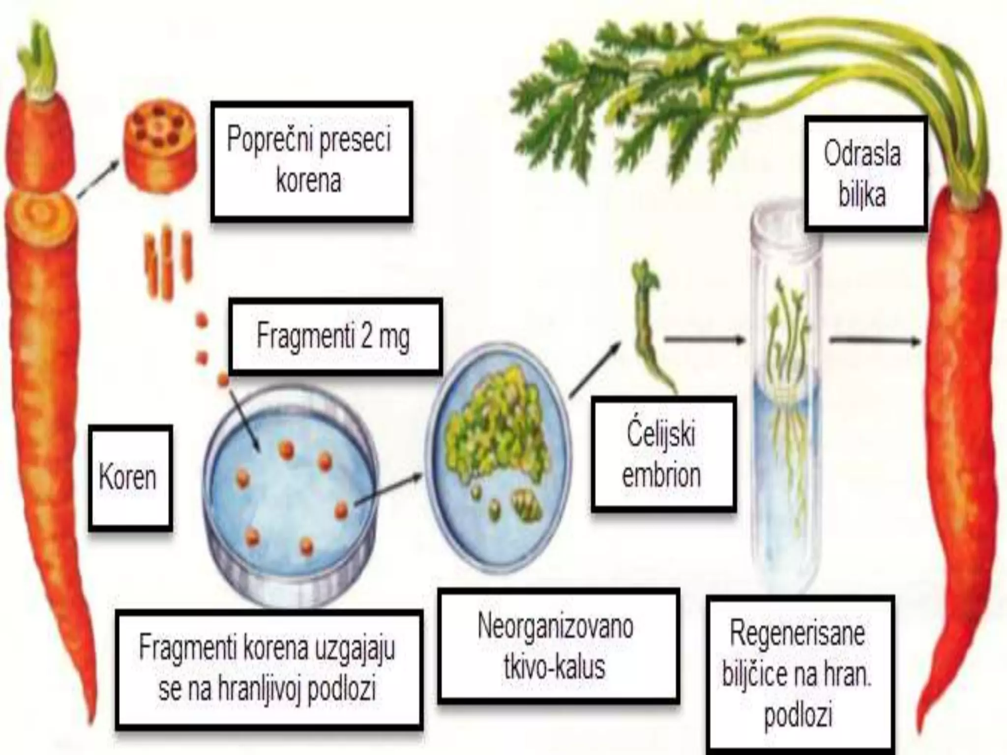 Geneticki modifikovani organizmi | PPT