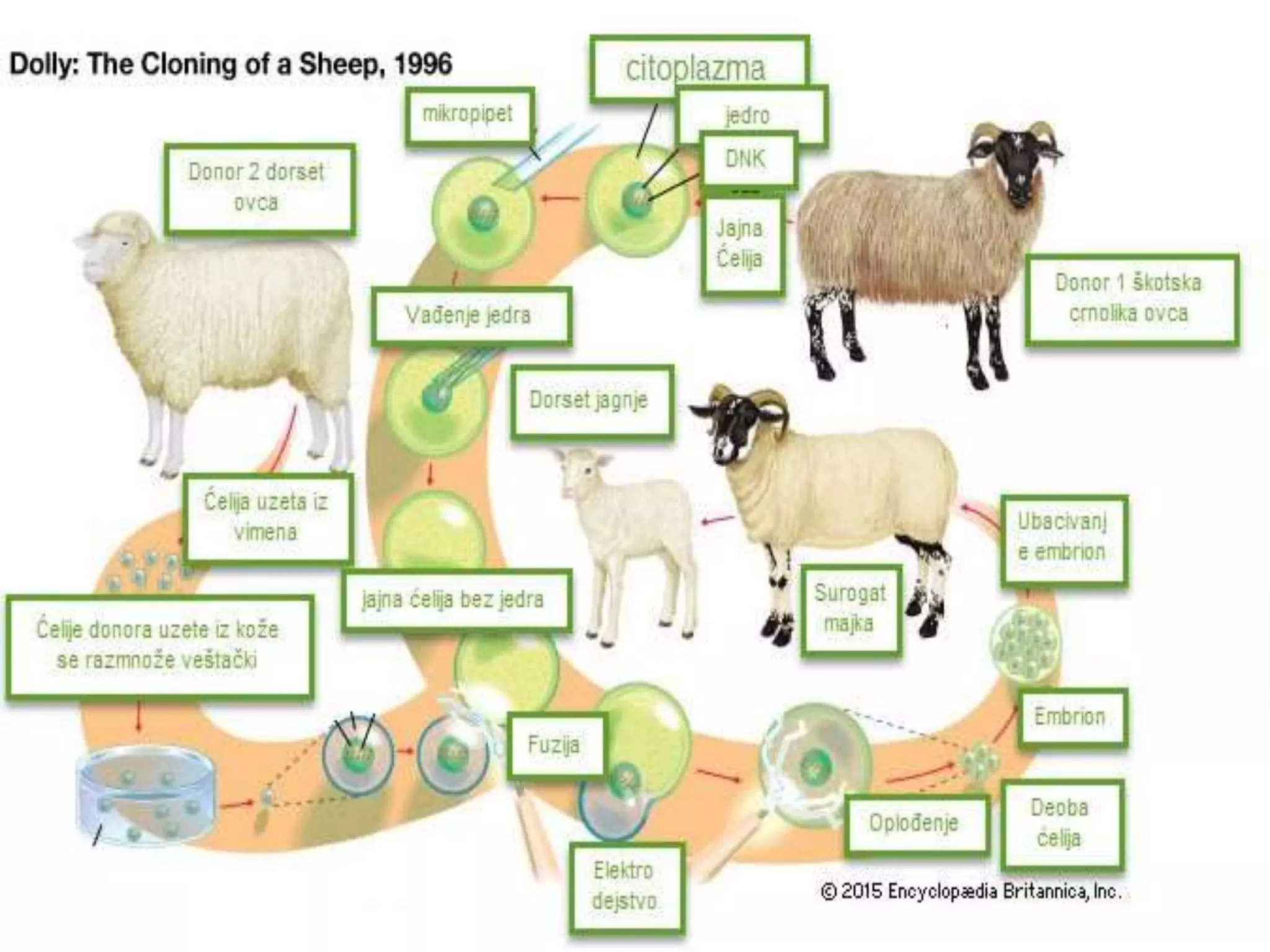 Geneticki modifikovani organizmi | PPT