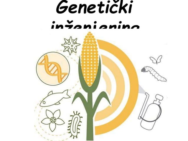 Geneticki modifikovani organizmi | PPT