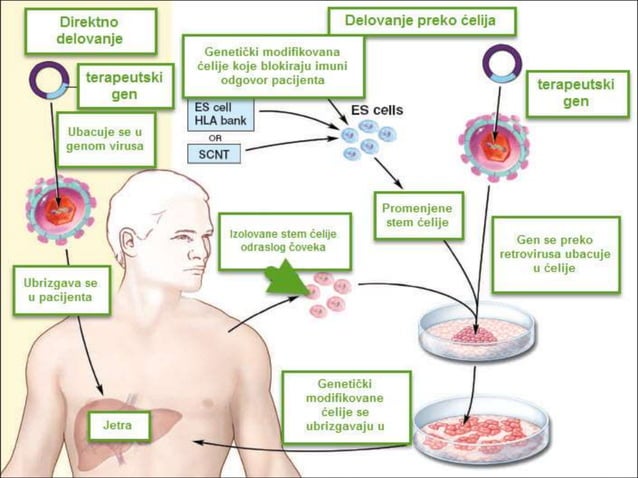 Geneticki modifikovani organizmi | PPT
