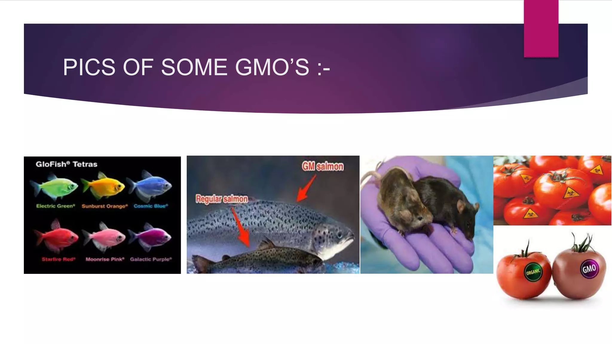 genetically modified organism (GMO) | PPTX | Biotech and Biomedical Industry | Industries