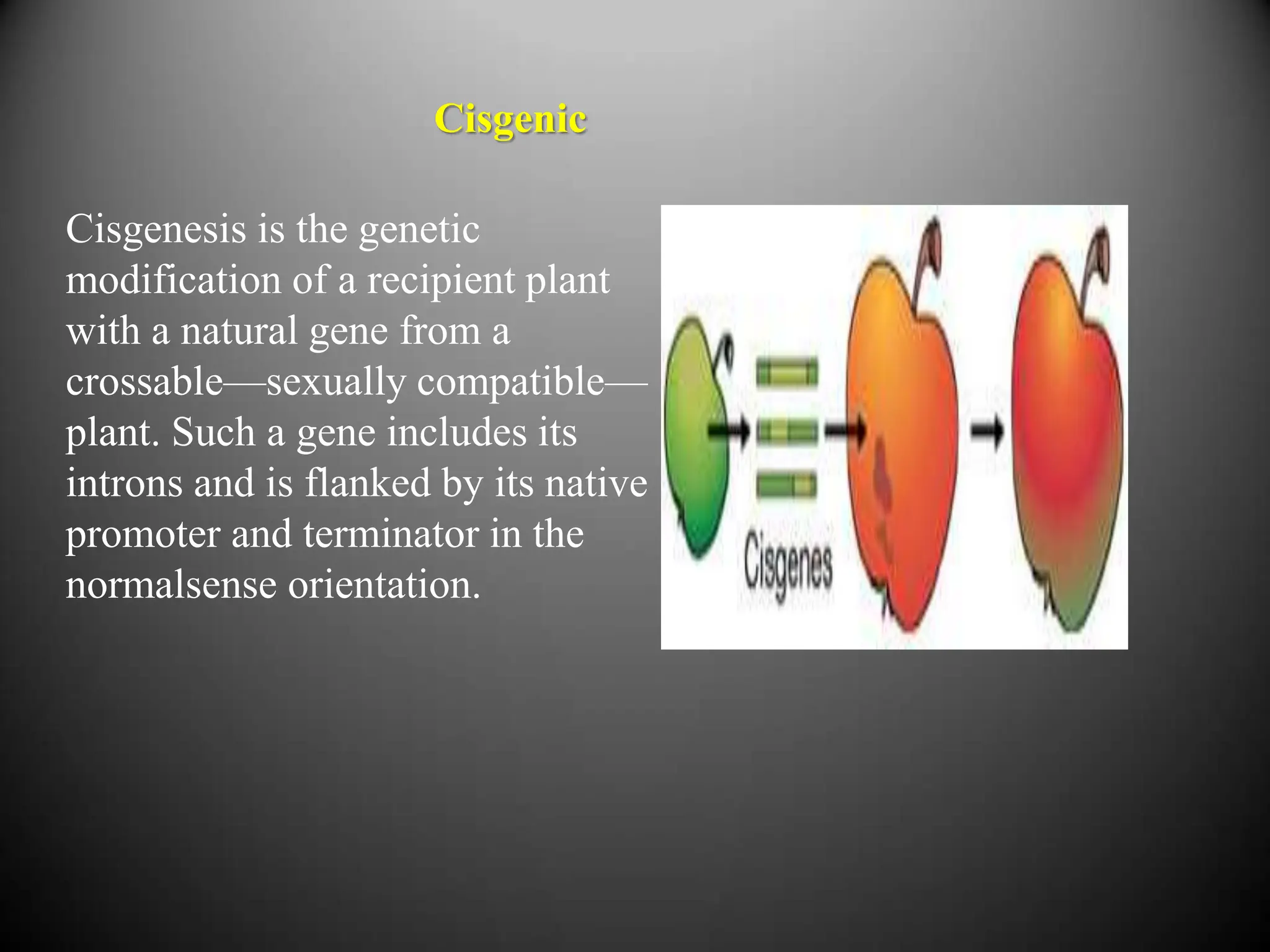 genetically modified organism or GMO.pptx