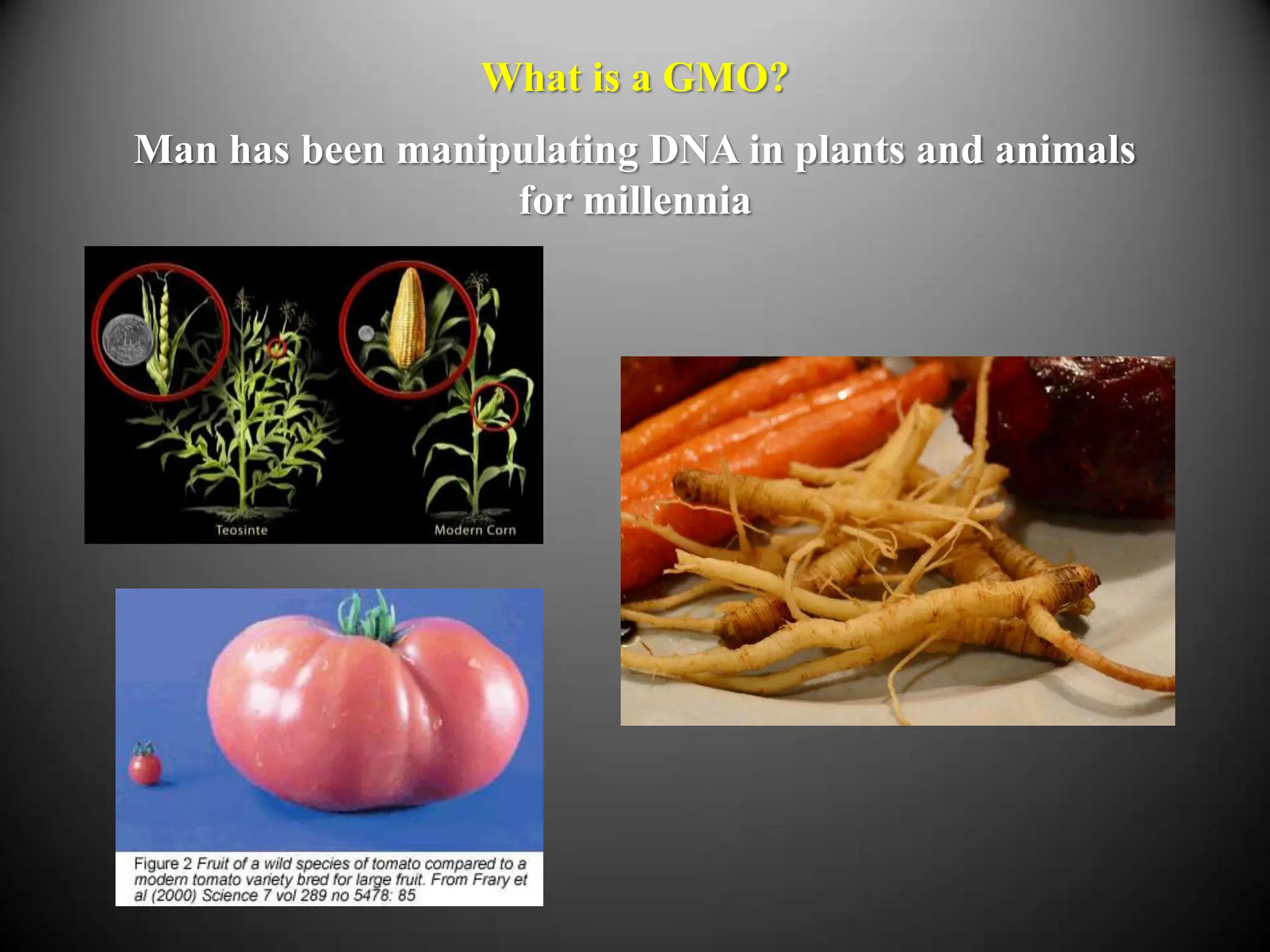genetically modified organism or GMO.pptx