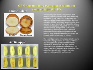 genetically modified organism or GMO.pptx