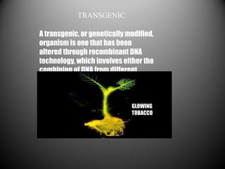 genetically modified organism or GMO.pptx