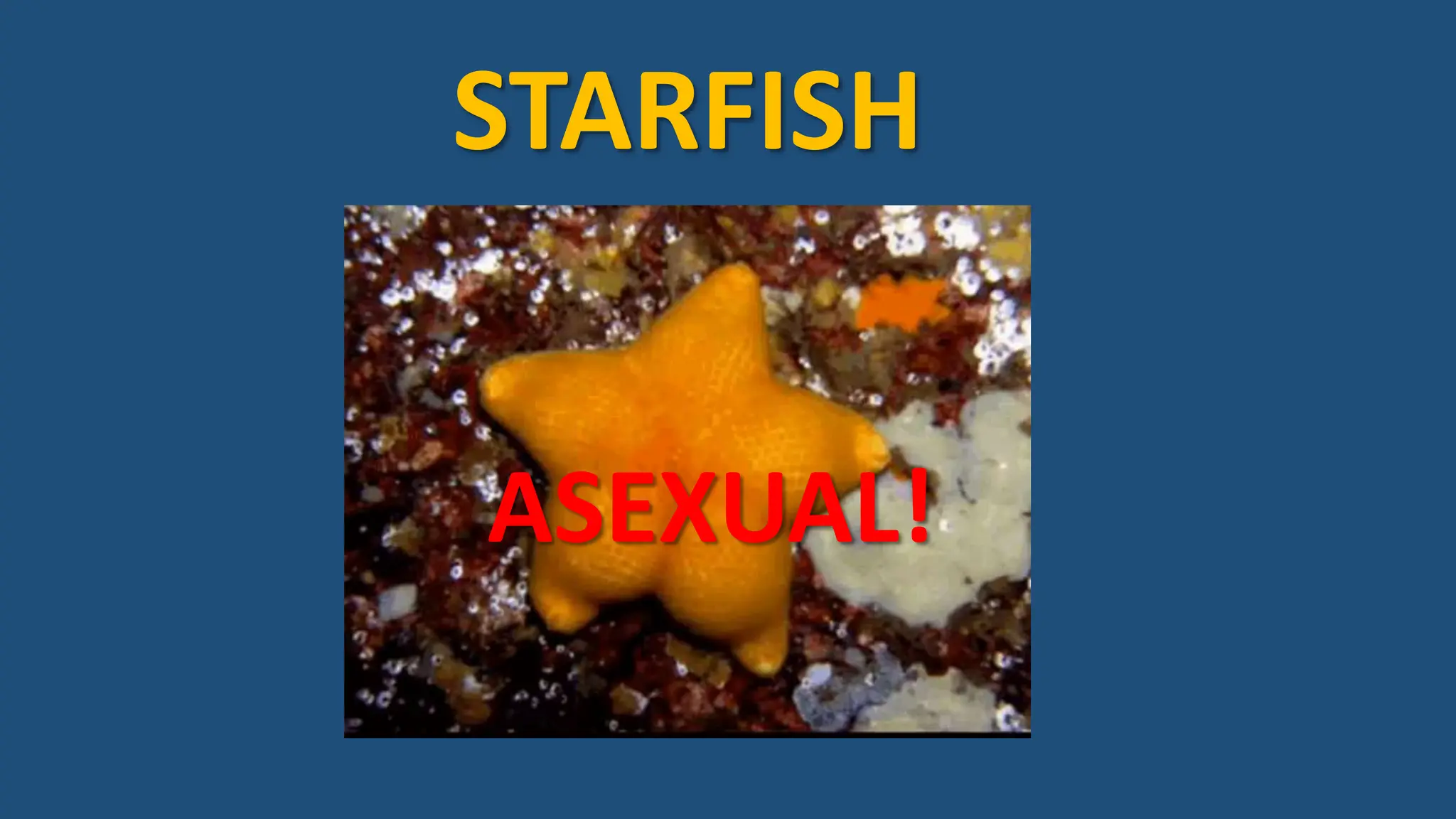 GMO Types, Processes and Description.pptx