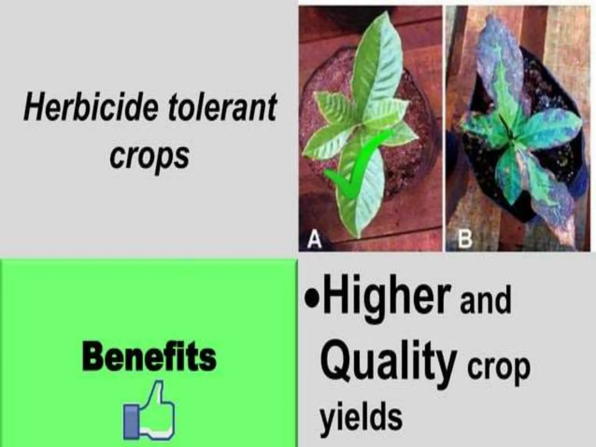 genetically modified organisms. earth and life science | PPTX