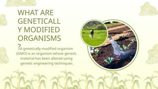 Genetically Modified or also known as GMO.pptx