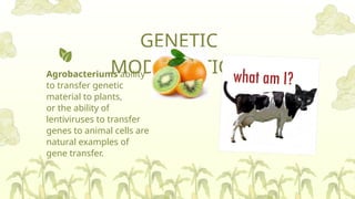 Genetically Modified or also known as GMO.pptx