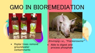 Genetically Modified Organisms (GMO) - Science, Biology | PPTX