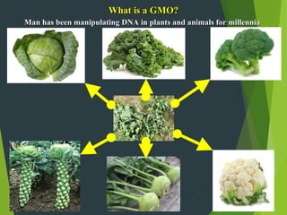 BIOTECHNOLOGY-GMO-Introduction-11-13-18.ppt