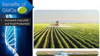 GMO-REPORT.pptx