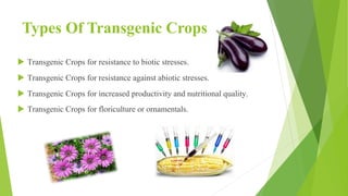 Transgenic crops | PPTX