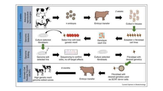 GMO animals.pptx