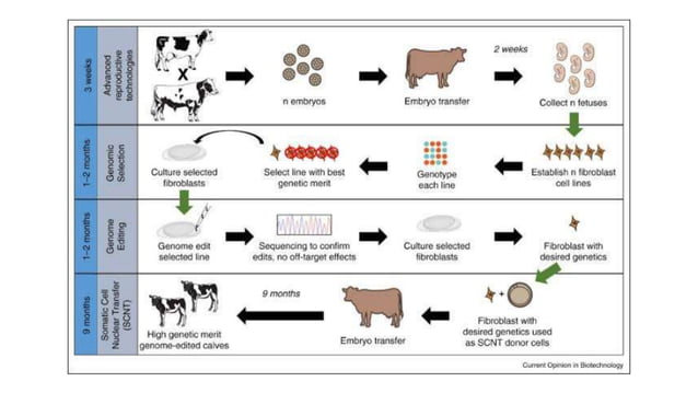 GMO animals.pptx | Biotech and Biomedical Industry | Industries