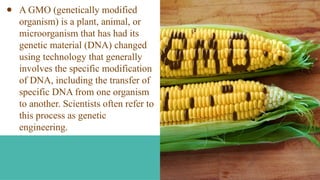 GMo crops.ppt for botany students seminars | PPT