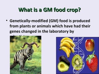 GM food crops | PPT