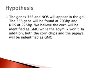 Genetic Modification in Maize, Papaya, Fritos® Corn Chips, and Natura ...