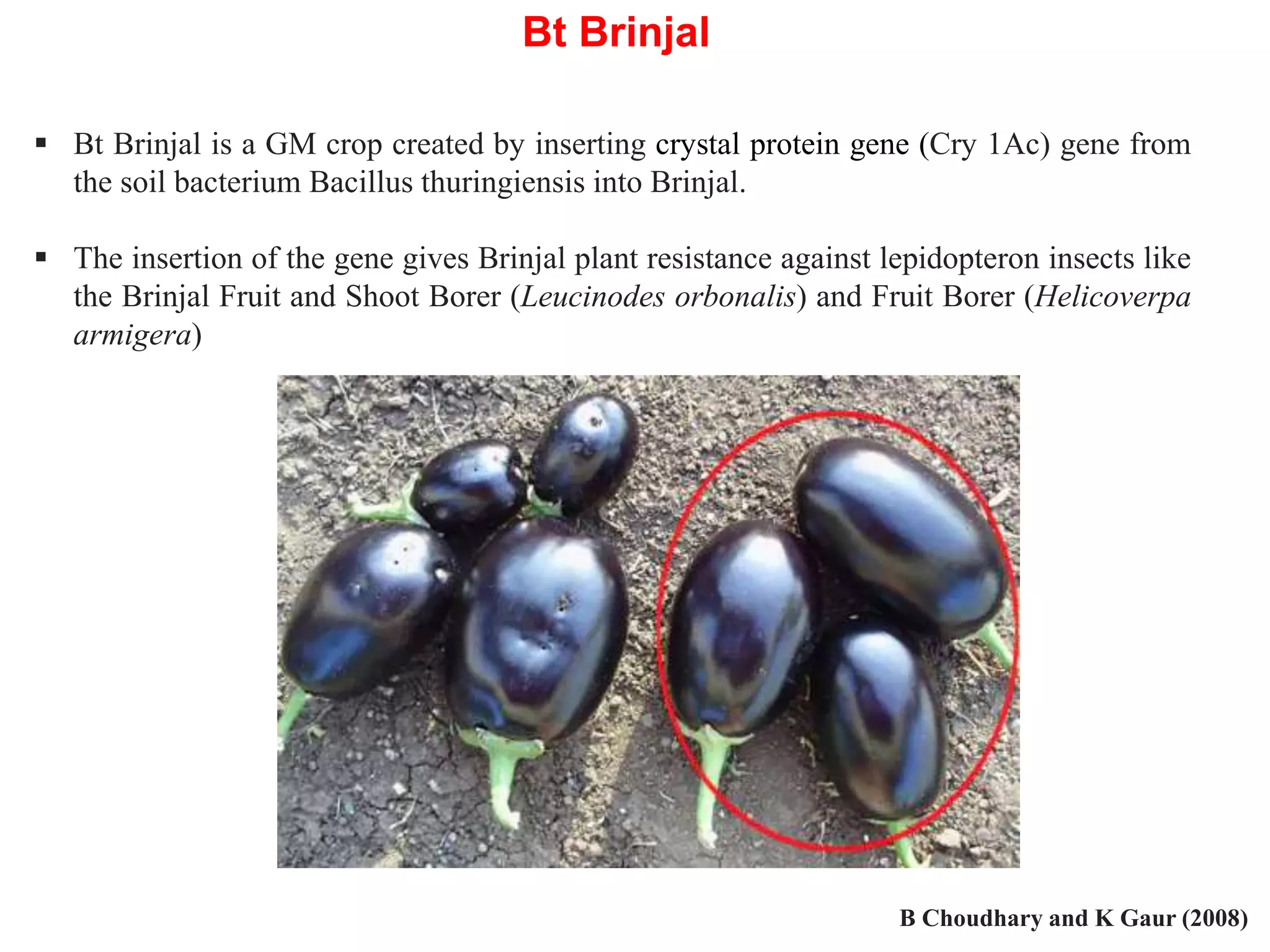 Nithin S A- Genetically modified food | PPTX