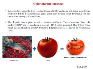 Nithin S A- Genetically modified food | PPTX