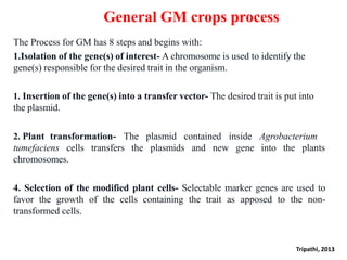 Nithin S A- Genetically modified food | PPTX