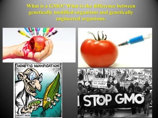 GMO PPT.ppt