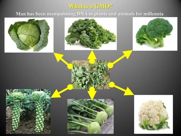 GMO PPT.ppt