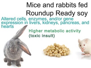The Health Risks of Genetically Modified (GMO) Foods | PPT
