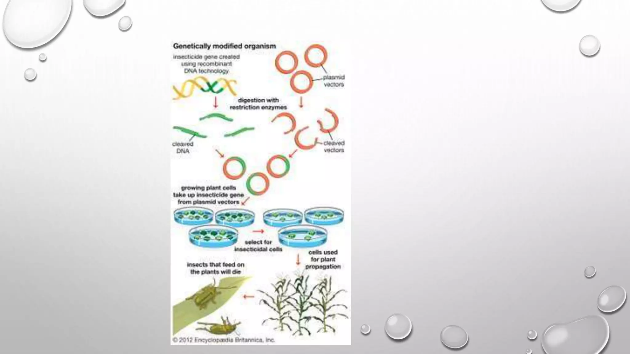 GENETICALLY MODIFIED ORGANISMS | PPTX