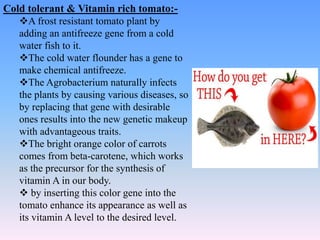 GENETICALLY MODIFIED FOOD | PPTX