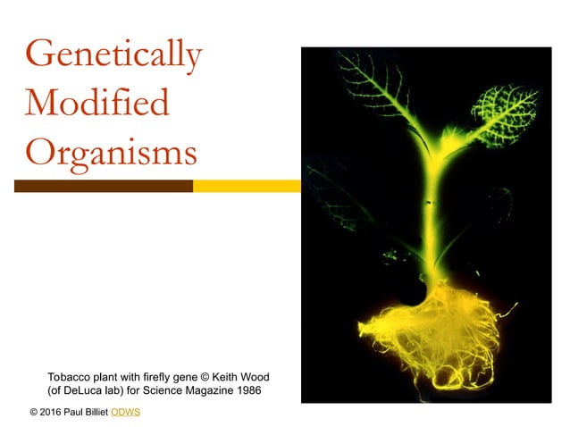 GENETICALLY MODIFIED ORGANISMS GRADE 10 TOPIC .ppt