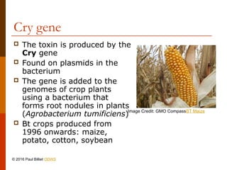 GENETICALLY MODIFIED ORGANISMS GRADE 10 TOPIC .ppt